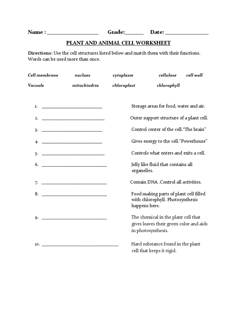 NamePlant and Animal Cell Worksheet PDF | PDF
