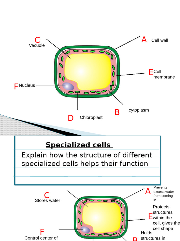 Specialized_cells | PDF