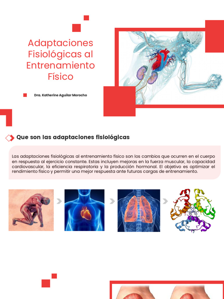 Clase 4. Adaptaciones Fisiológicas Al Entrenamiento Físico | PDF ...