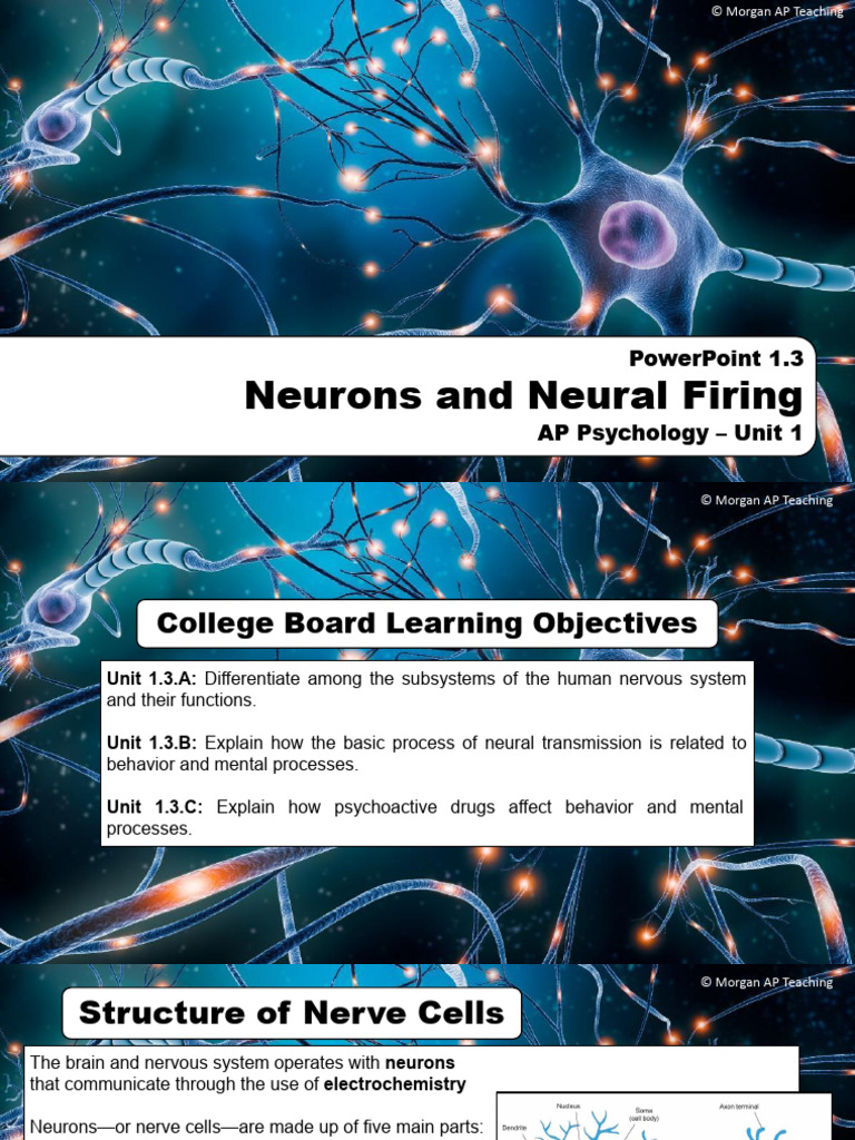 1.3 - Neurons and Neural Firing | PDF | Neuron | Neurotransmitter