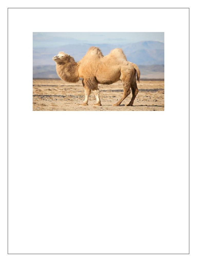 Bactrian Camel | PDF