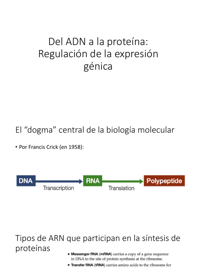 12. de ADN a Proteína (1) | PDF