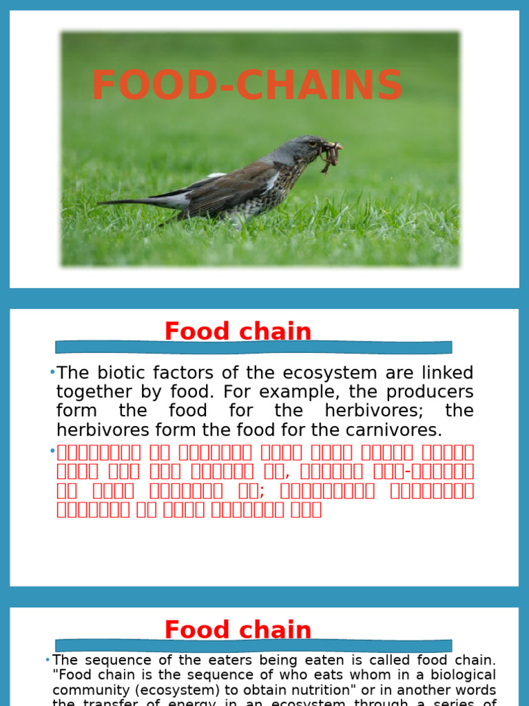 Food Chain 8 July | PDF