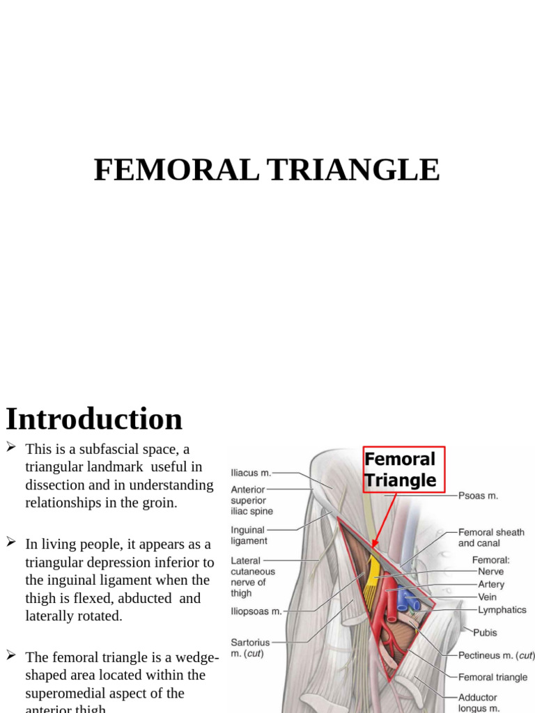 Femoral Triangle | PDF | Angiology | Lower Limb Anatomy