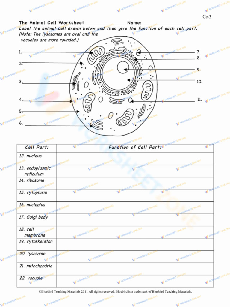 Explore The Animal Cell | PDF