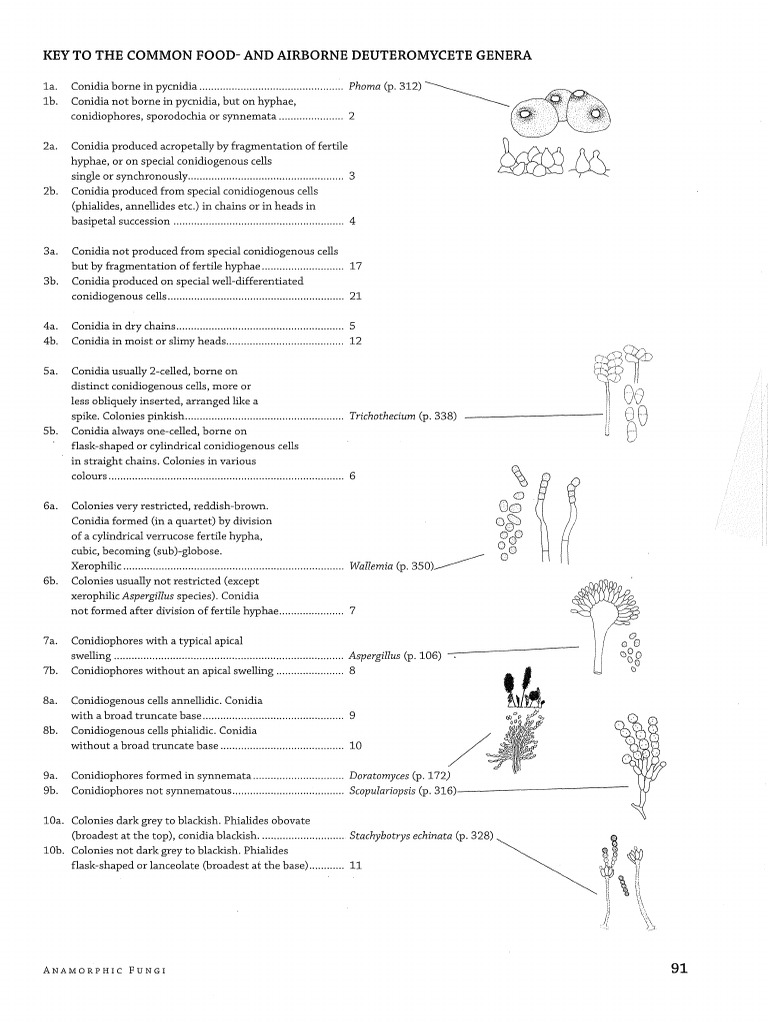 Common Food- and Airborne Fungi Guide | PDF | Mycology | Biology