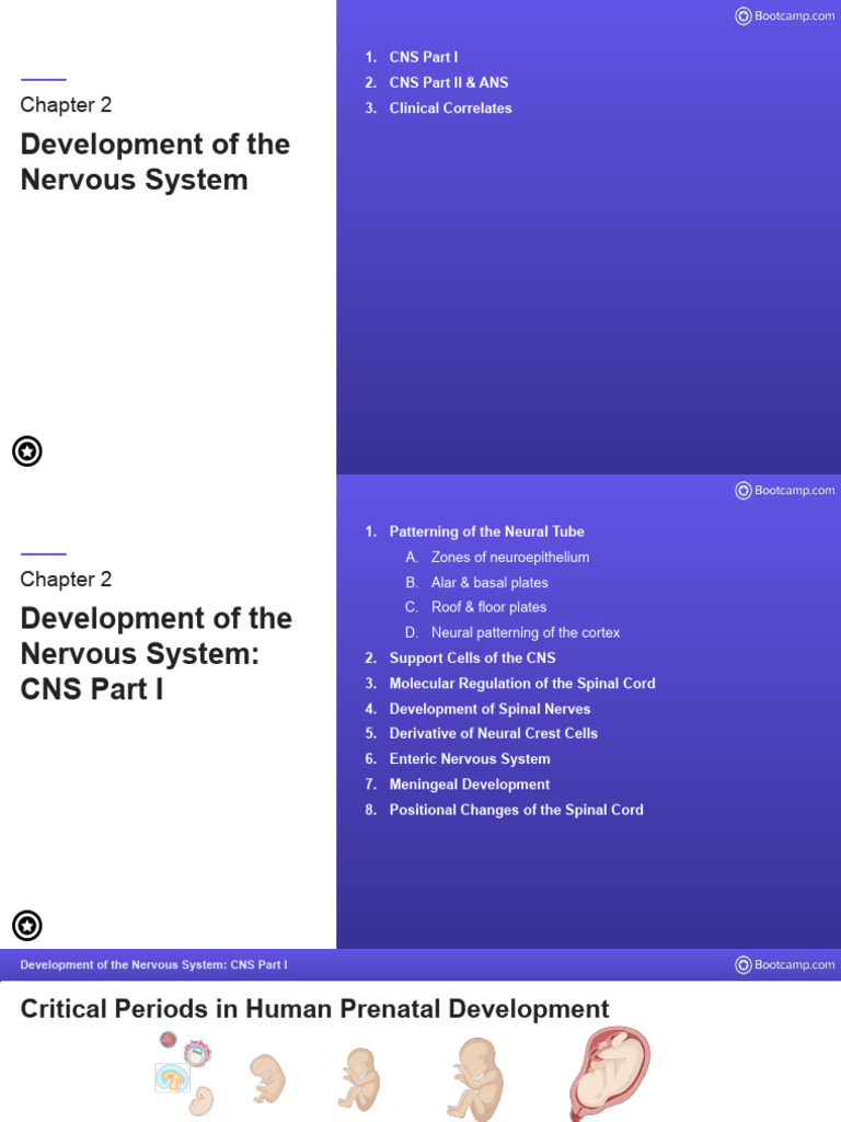 Chapter 2 - Development of The Nervous System | PDF | Central Nervous ...