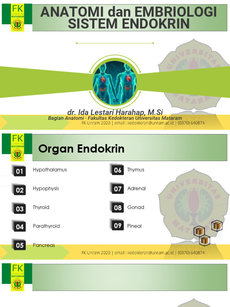 [1] Anatomi Endokrin TA. 2020-2021 - Dr.ida 2 | PDF