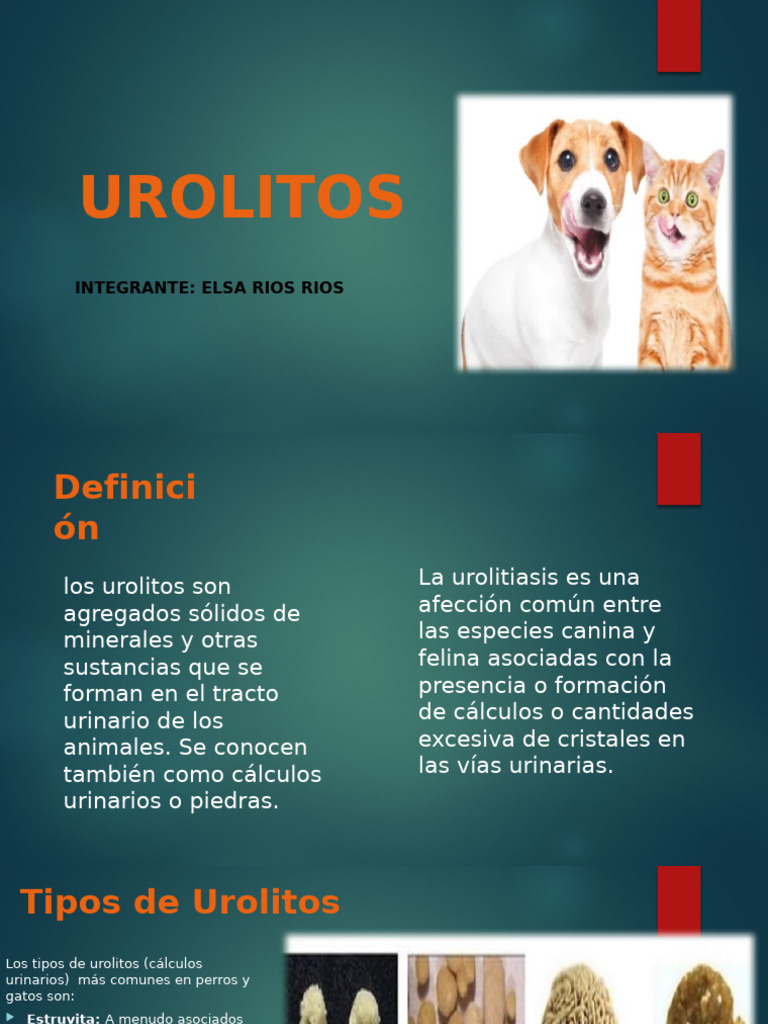 Urolitos | PDF | Sistema urinario | Orina
