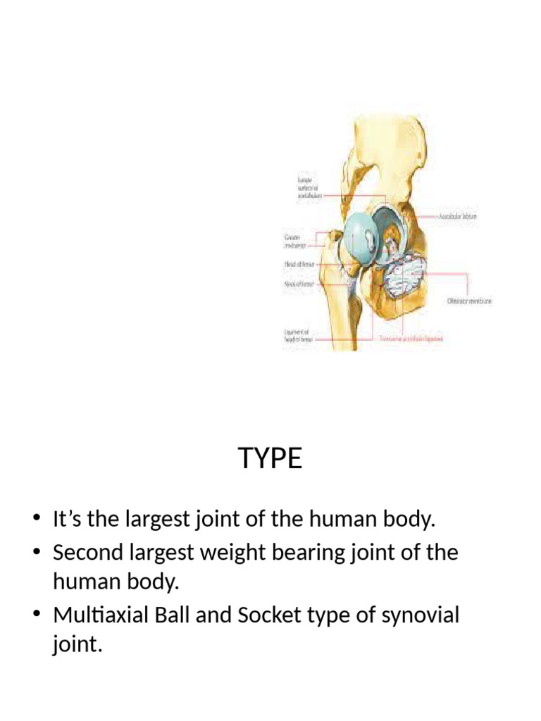 HIP Joint | PDF | Hip | Soft Tissue