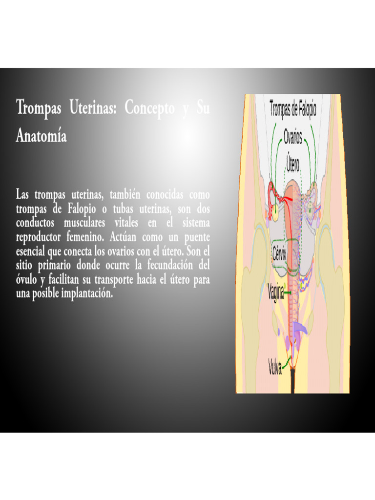 Trompas Uterinas Concepto y Anatomia BNB PDF | PDF | Útero | Reproducción