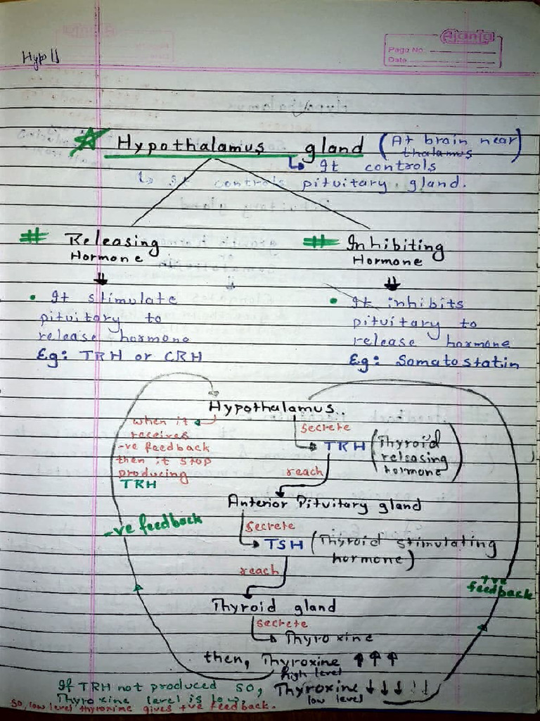 Human and Plant Hormones | PDF