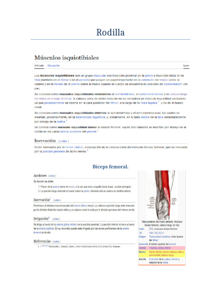 Anatomía de la Rodilla y Músculos Clave | PDF