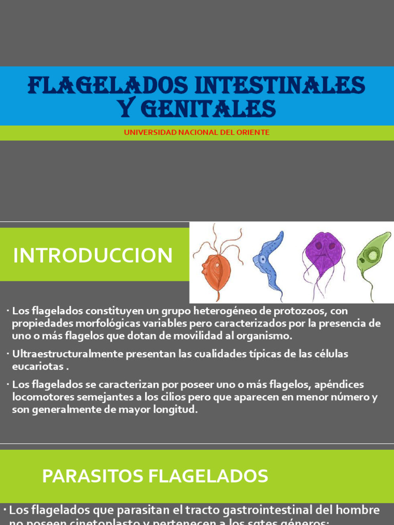 Flagelados Intestinales y Genitales: Guía Completa | PDF ...