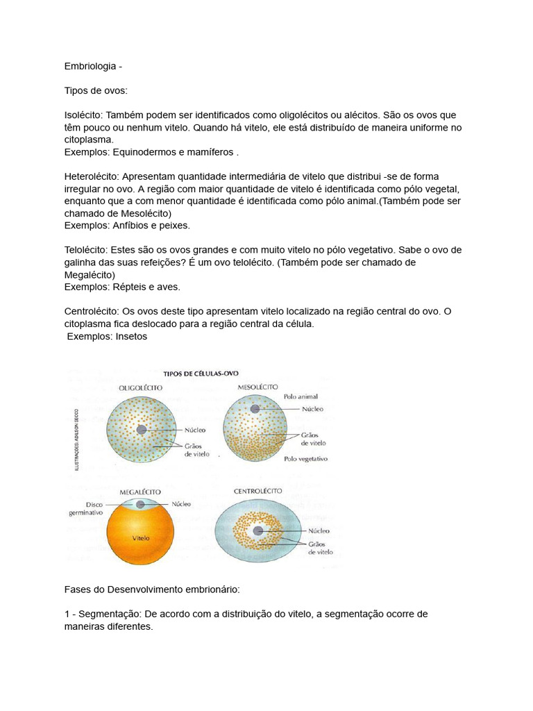 Biologia - P1 | PDF | Ovo | Embrião