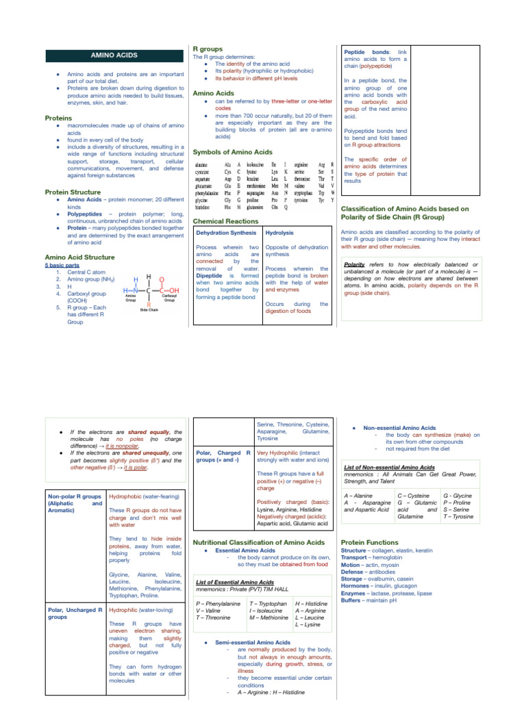 Exercise #5 Amino Acids Notes | PDF | Amino Acid | Proteins