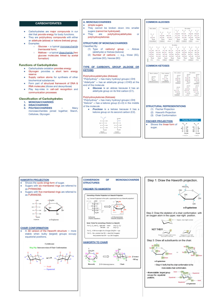 Exercise #3 Carbohydrates Notes | PDF | Carbohydrates | Glucose