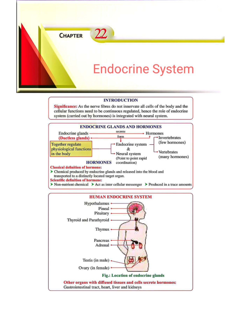 Endocrine System - Short Notes | PDF