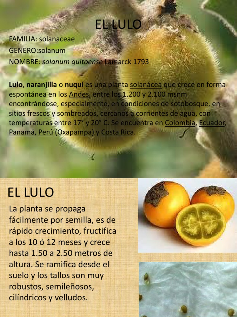 EL LULO pre | Plantas | Horticultura y jardinería