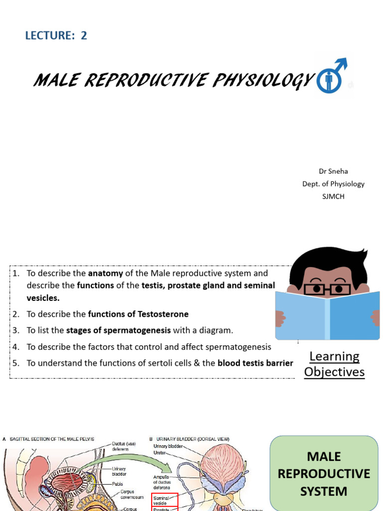 Male Reproductive Physiology Overview | PDF | Testosterone | Testicle