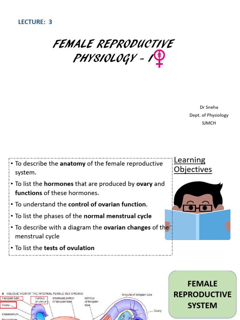 Reproductive - 3. Female Reproductive Physiology I | PDF | Menstrual ...