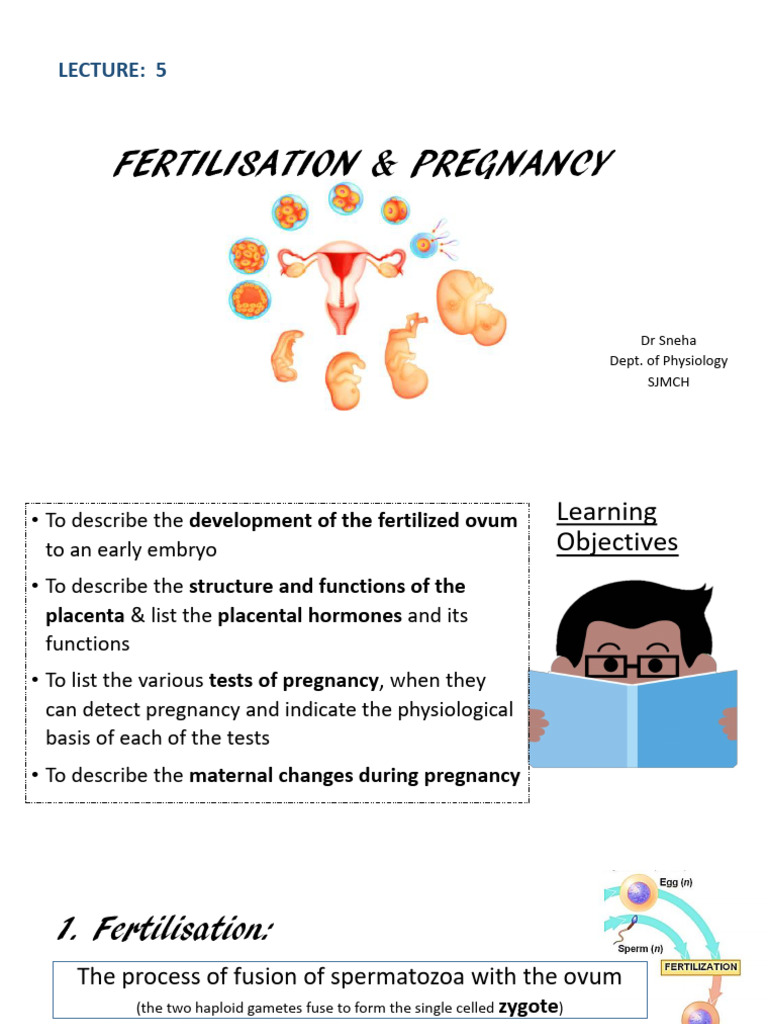 Reproductive - 5. Fertilization and Pregnancy Pregnancy Tests | PDF ...