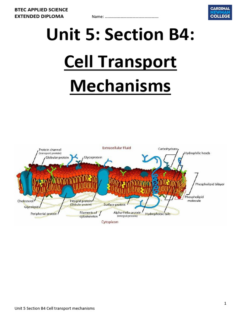 Unit 5 B4 Cell Transport Mechanisms | PDF | Cell Membrane | Lipid Bilayer