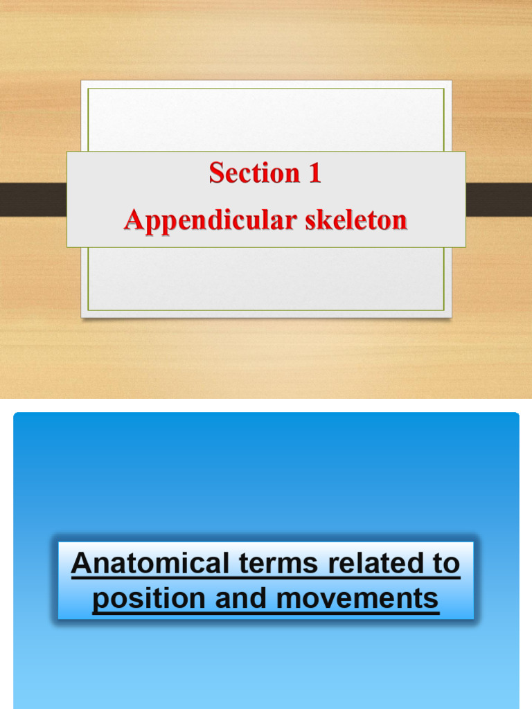 Section 1 Appendicular Skeleton | PDF | Anatomical Terms Of Location ...