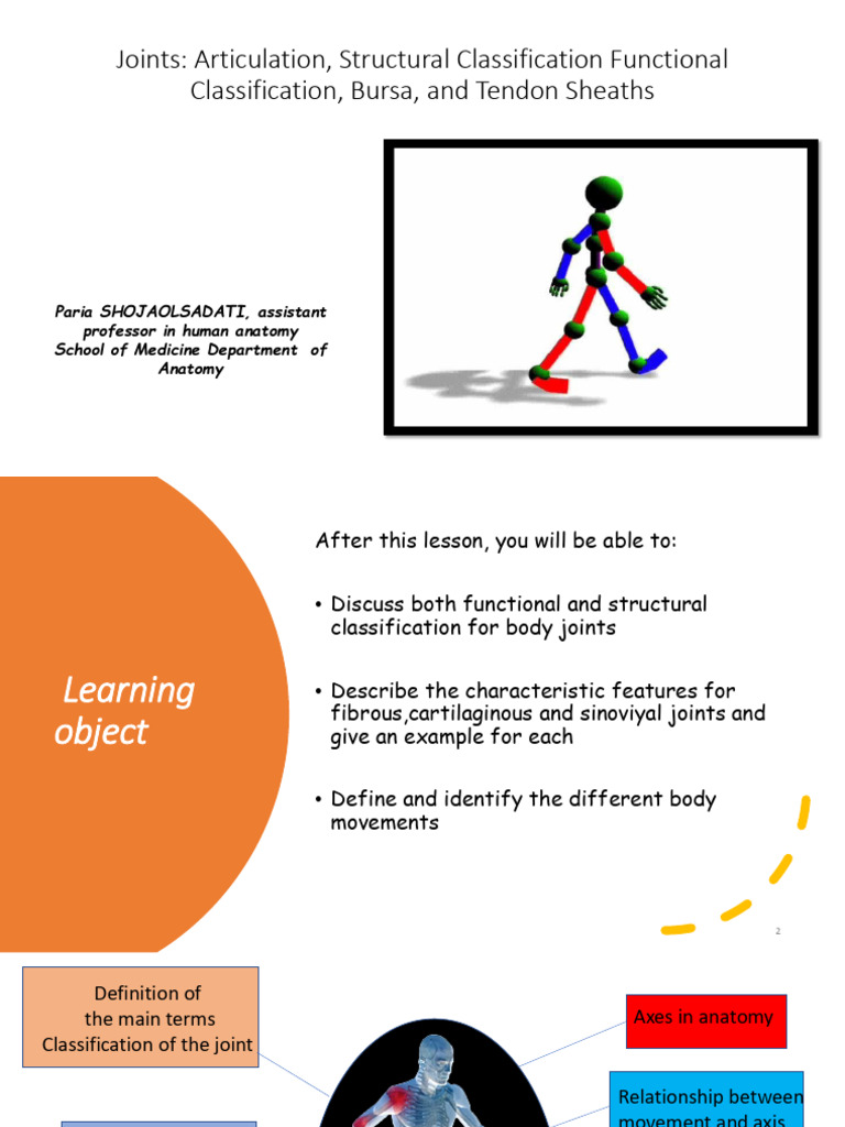 1 LessonJoints Articulation, Structural Classification Functional | PDF ...
