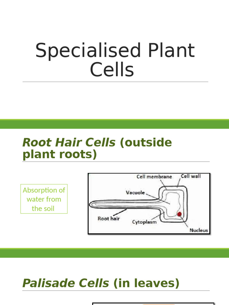 Specialised Plant Cells | PDF