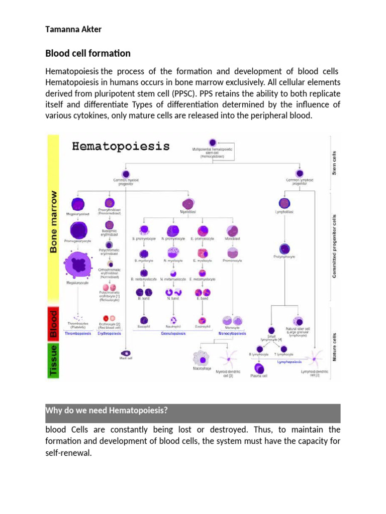 Hematopoiesis: Blood Cell Formation Process | PDF | Haematopoiesis ...