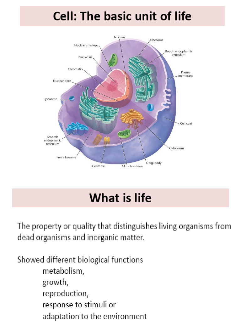 Understanding Cell Structure and Function | PDF | Cell (Biology) | Cell ...