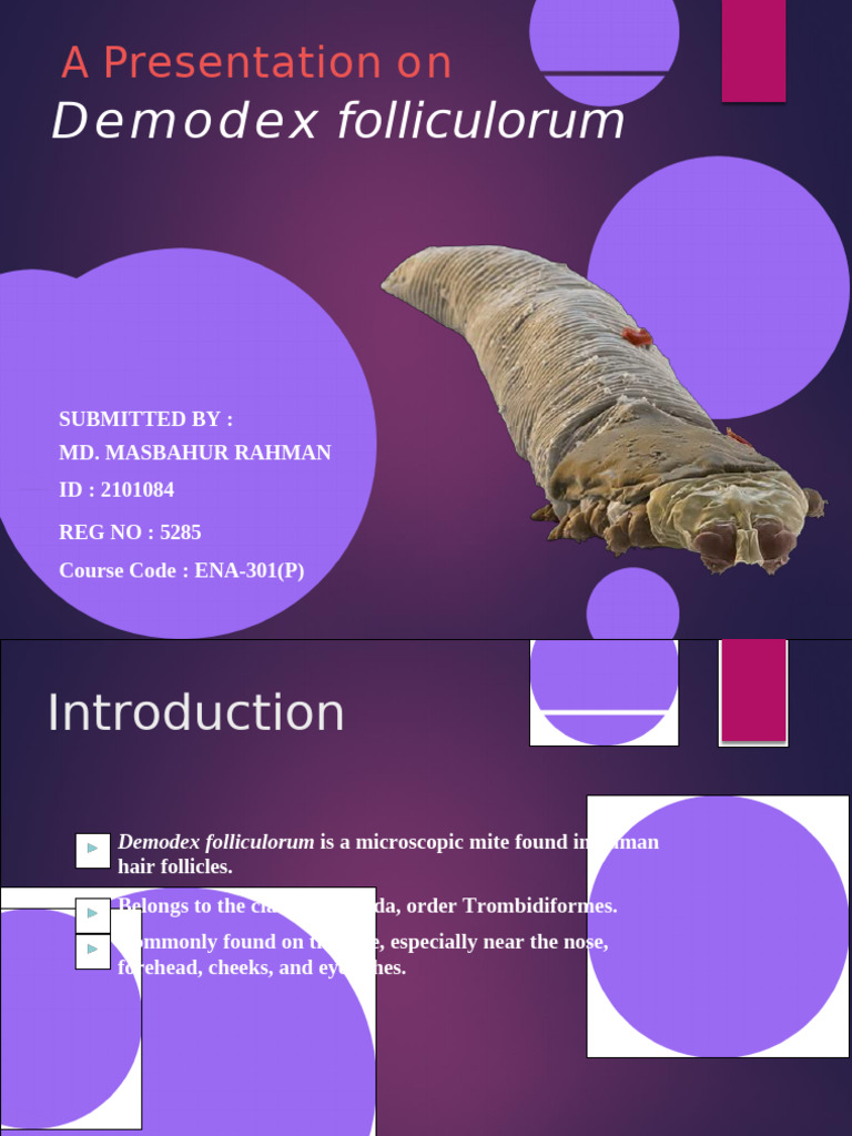 Demodex Folliculorum Life Cycle Overview | PDF