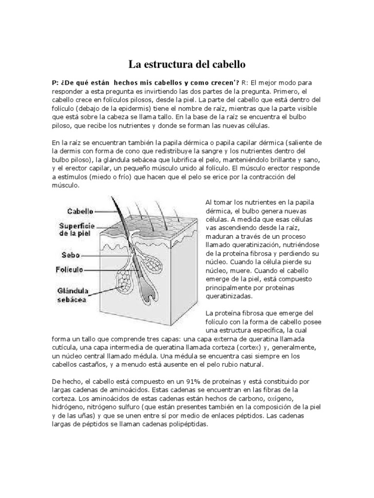 Estructura y composición del cabello | PDF | Pelo | Sistema tegumentario
