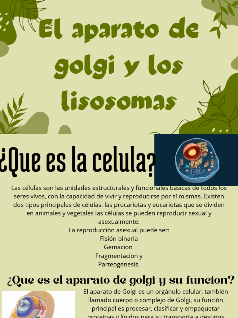 El Aparato de Golgi y Los Lisosomas - 20251022 - 073923 - 0000 | PDF | Biología Celular) | Lisosoma