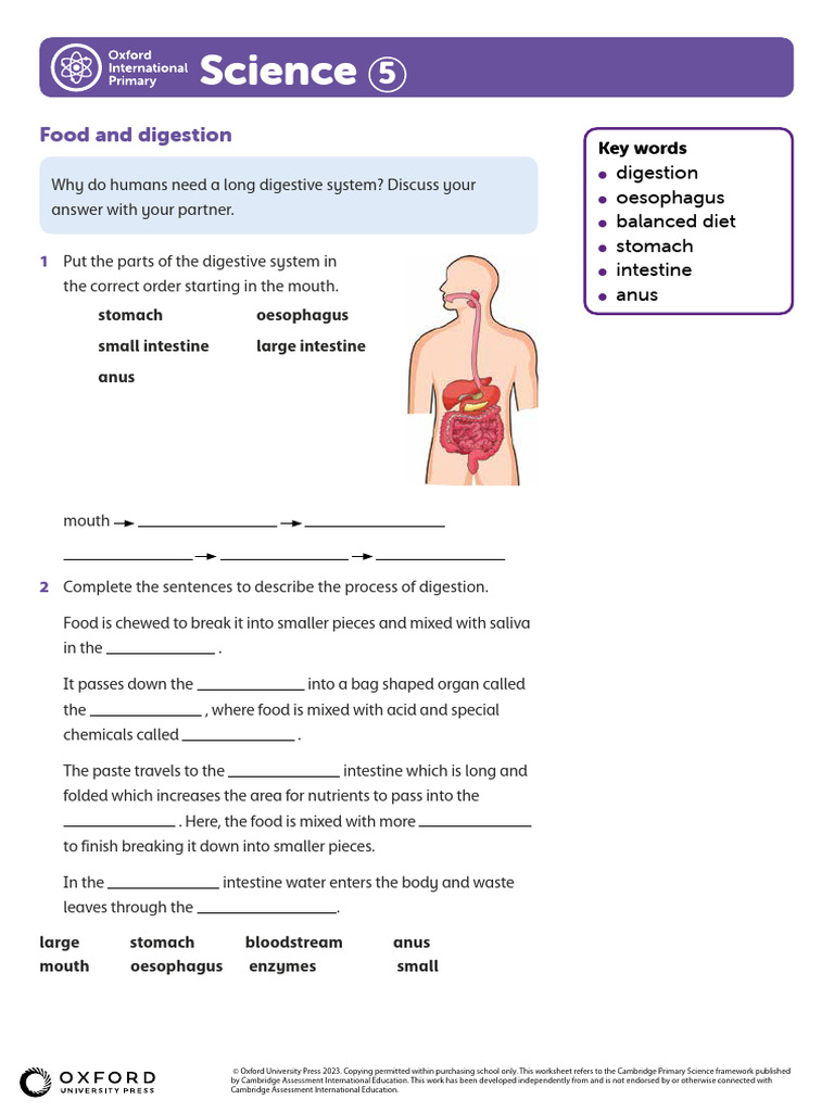 Food and Digestion Worksheet Grade 5 | PDF | Digestion | Foods