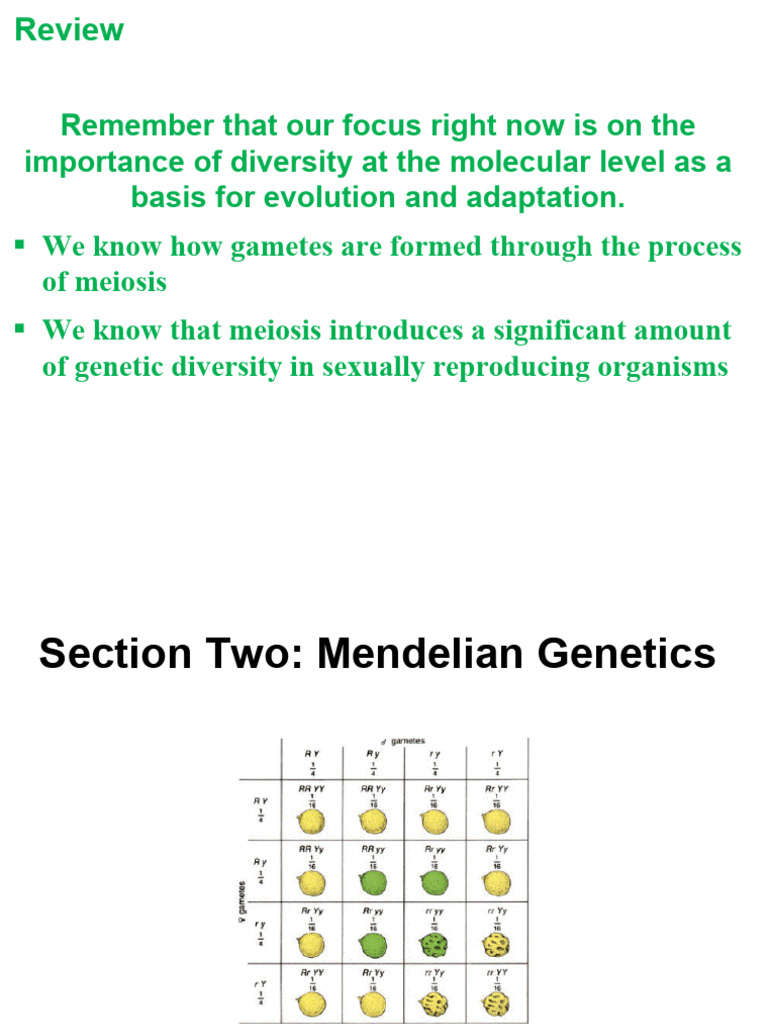 Section2 Mendelian Genetics | PDF | Dominance (Genetics) | Allele