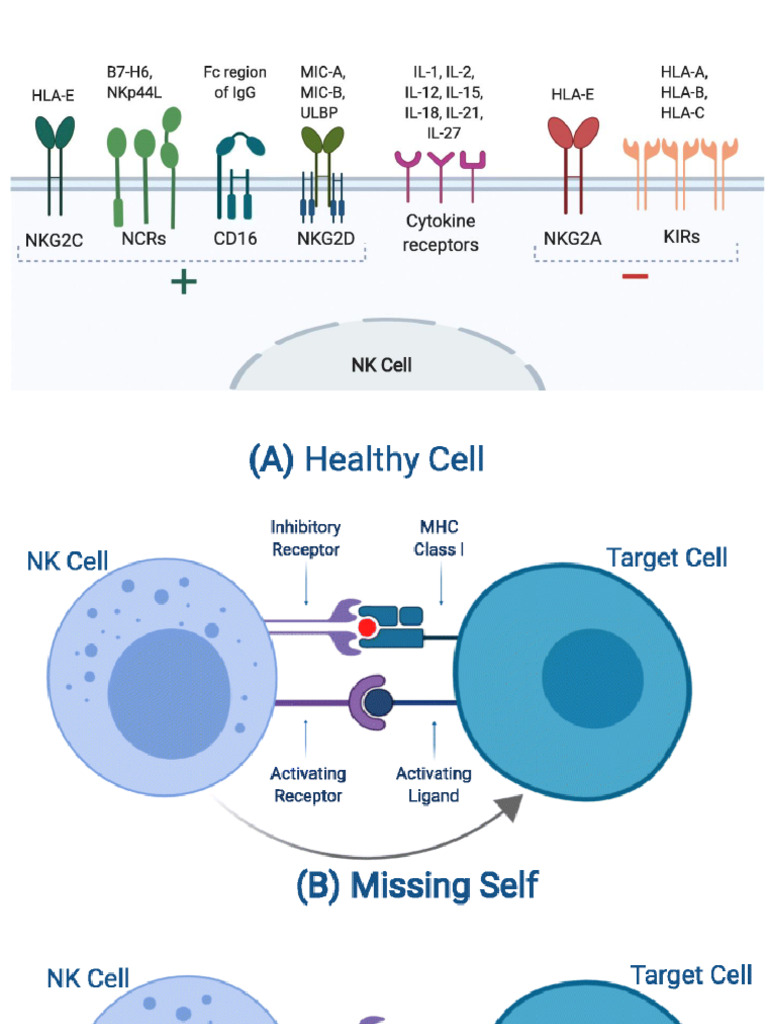 NK Cell Clas | PDF