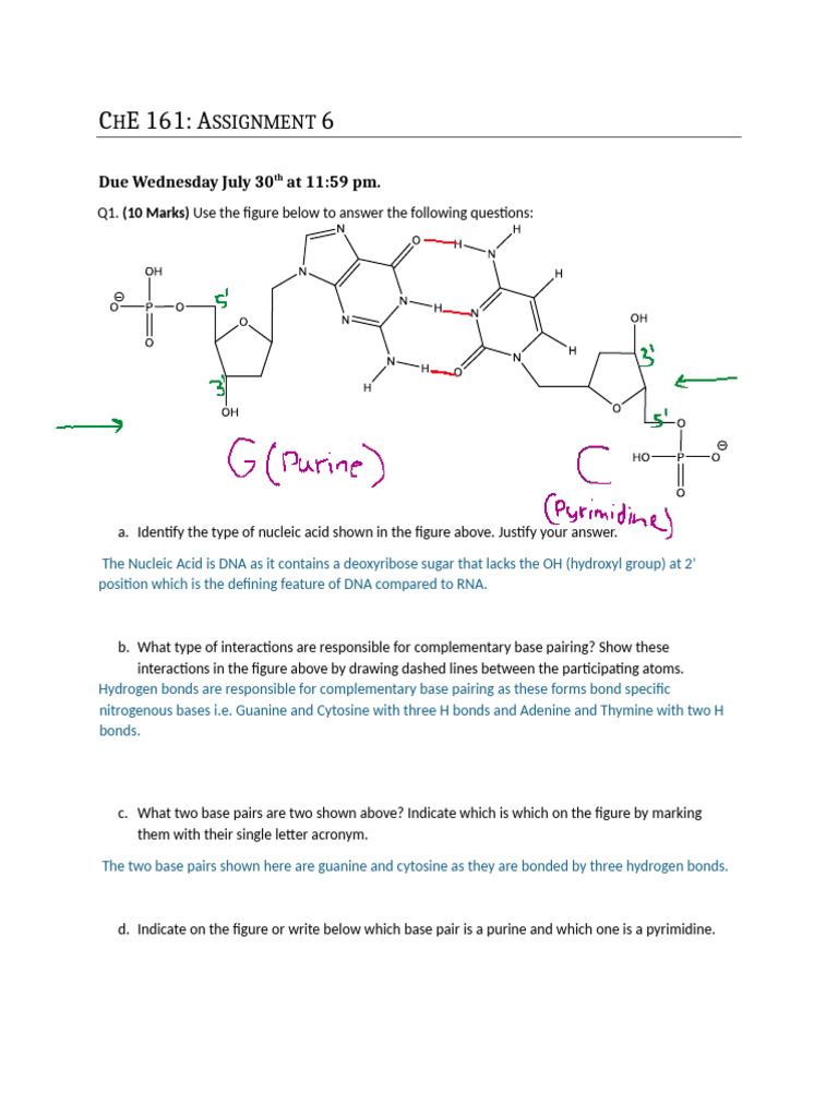 DNA Structure and Function Assignment | PDF | Messenger Rna | Dna