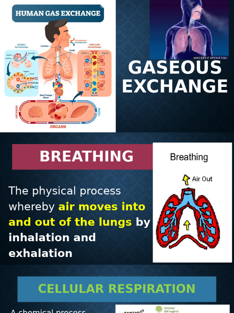 Gaseous Exchange | PDF | Lung | Respiratory System