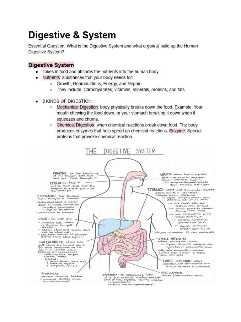Digestive and Excretory Systems | PDF