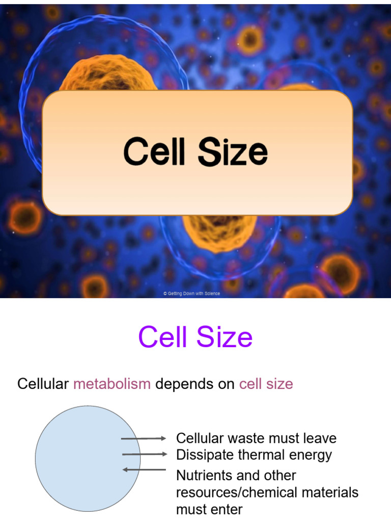 Cell Size | PDF | Surface Area | Cell Membrane