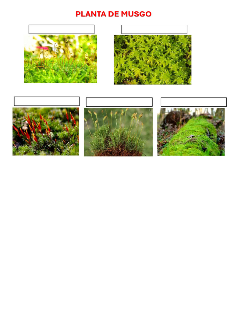 Musgo | PDF