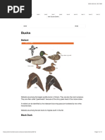 Hudhud: The Hoopoe Bird Explained | PDF | Birds | Ornithology