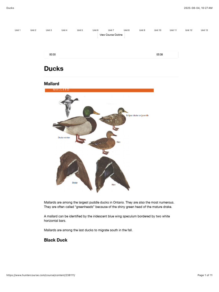 Ducks | PDF | Ornithology | Duck