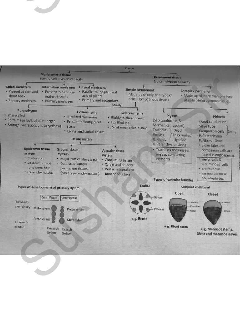 Plant Tissue and Anatomy of Flowering Plant Notes | PDF