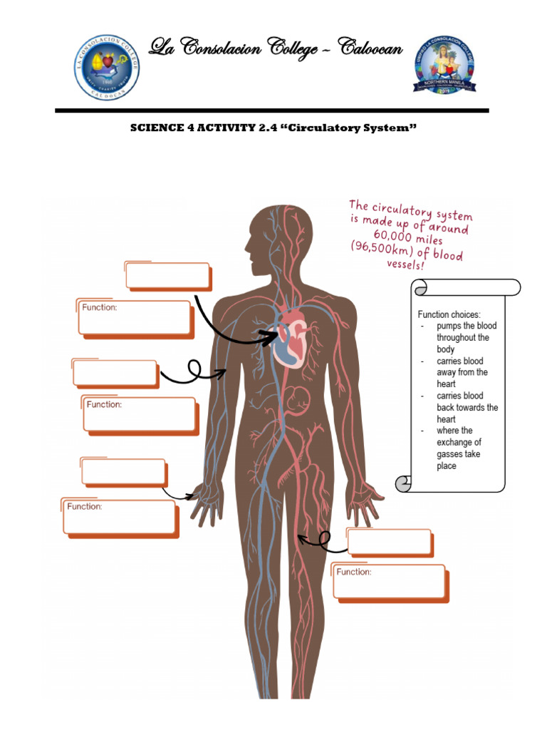 Circulatory System Activity for Grade 4 | PDF