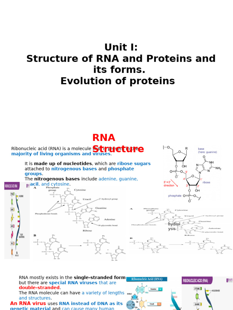 Unit I.2. Structure of RNA and Proteins and Its Forms | PDF | Rna ...
