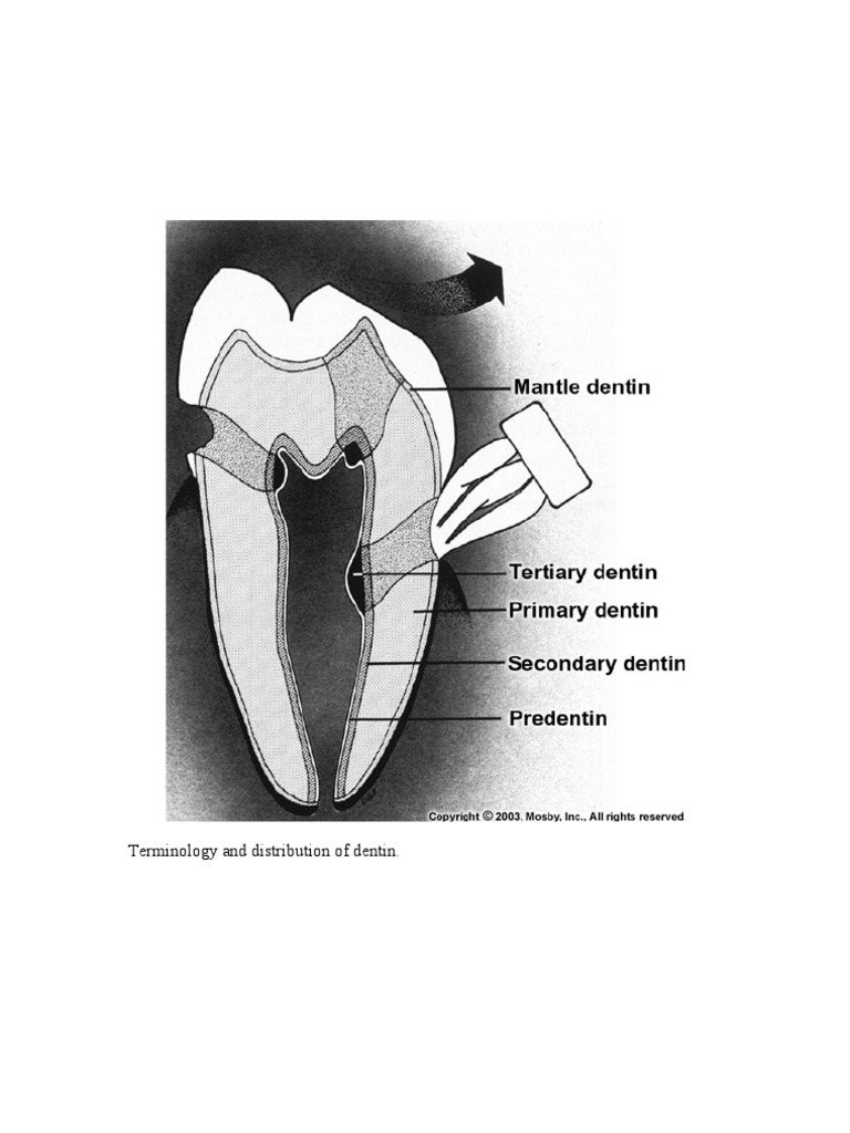 Dentine Pulp | Dentin | Tooth