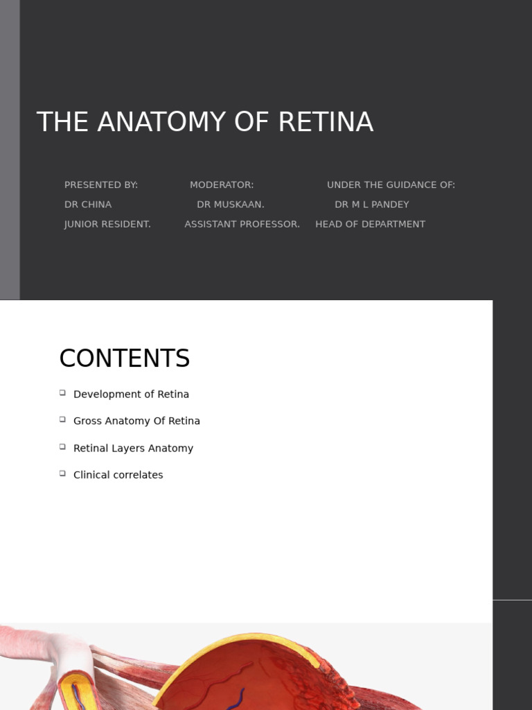 Retina Anatomy and Clinical Insights | PDF | Retina | Retinal